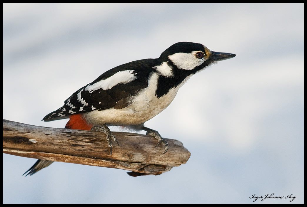 Flaggspett - Artsjakten