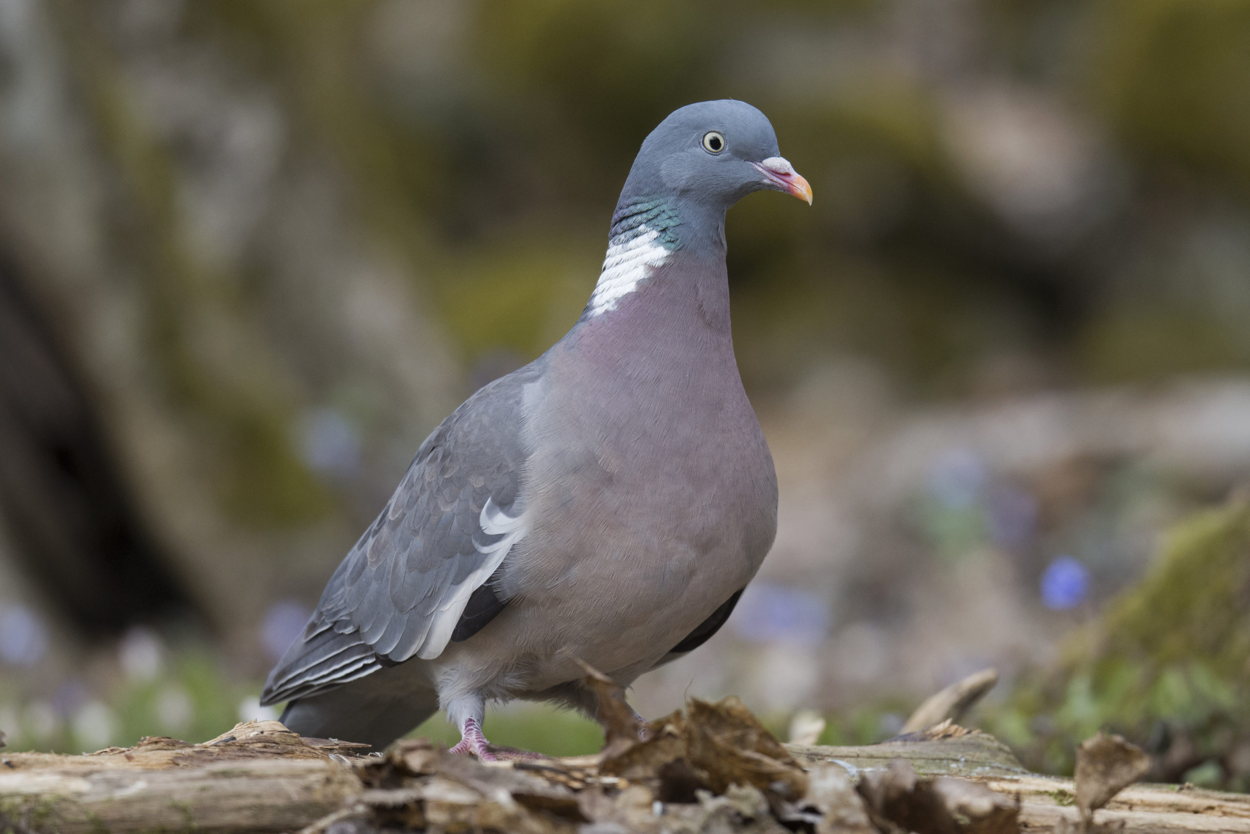 Ringdue - Artsjakten